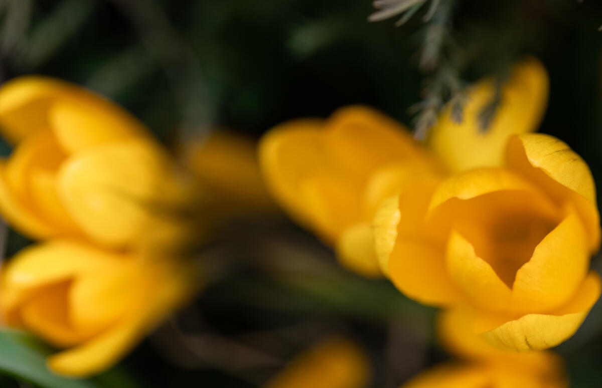 AmarilloYellow